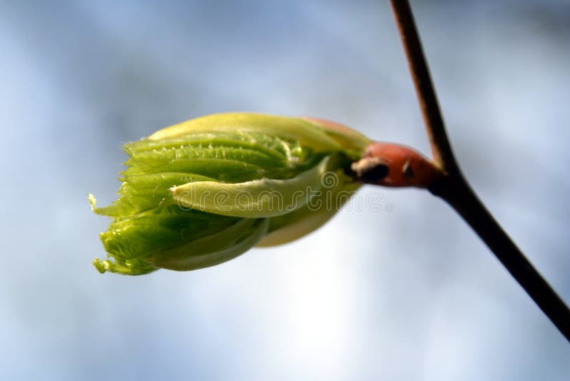 Signs of Spring - Buds of Plants on the Tree Stock Photo - Image of ...
