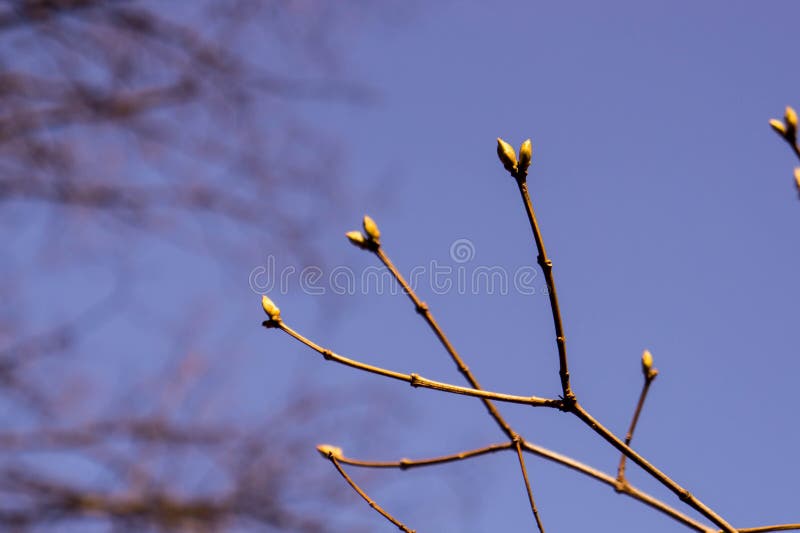 Signs of spring stock photo. Image of season, flora, seasonal - 88869602