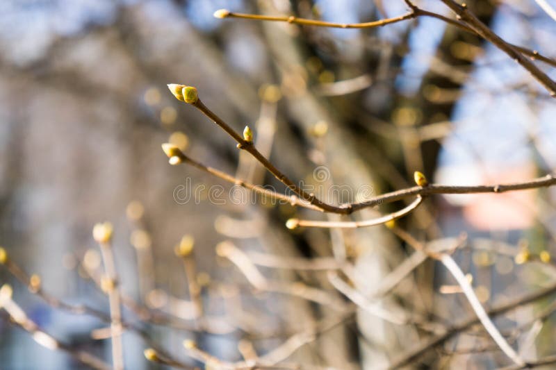 Signs of spring stock photo. Image of outdoor, branch - 88869756