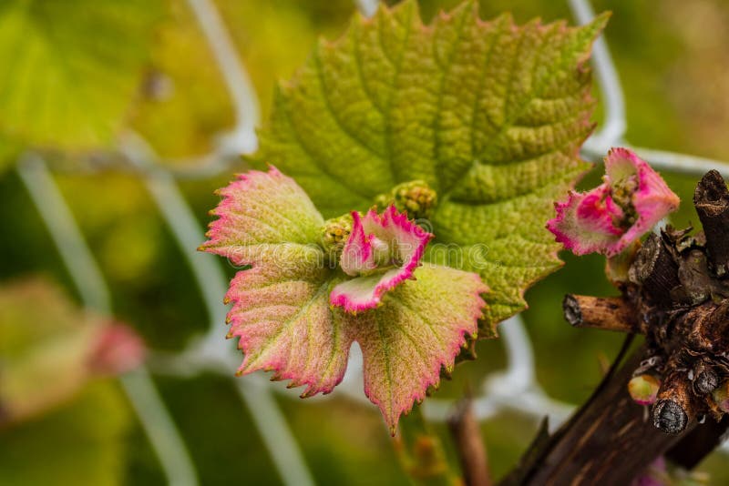 Signs of Spring Grape Vines Blooming and Buds Forming Stock Image ...