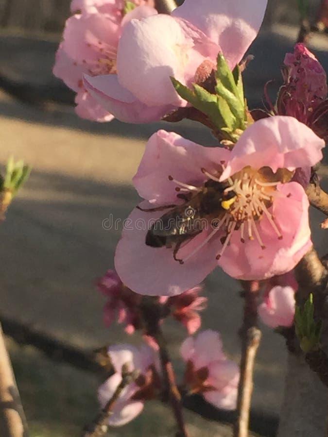 Signs of Spring stock image. Image of fruit, honey, spring - 145239469