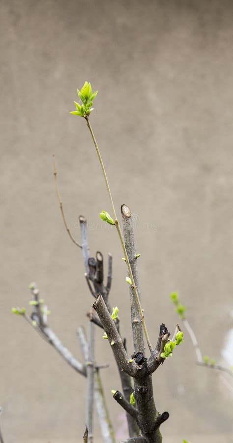 Signs of the Spring Season Has Arrived Stock Photo - Image of tree ...