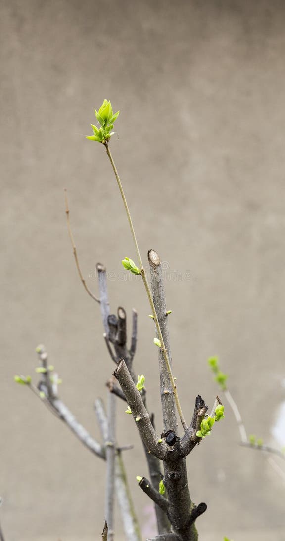 Signs of the Spring Season Has Arrived Stock Photo - Image of tree ...
