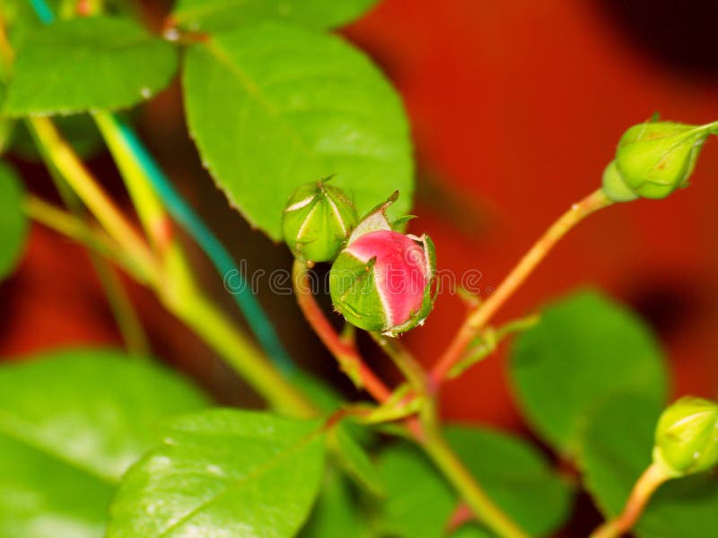 Signs of summer stock image. Image of stems, purple, coming - 55843029
