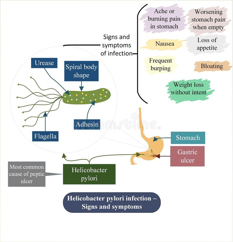 Pylori Infection Stock Illustrations – 481 Pylori Infection Stock ...