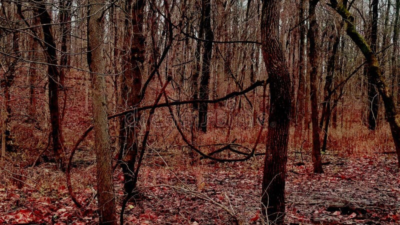 Signs in the trees stock image. Image of branch, soil - 232930949