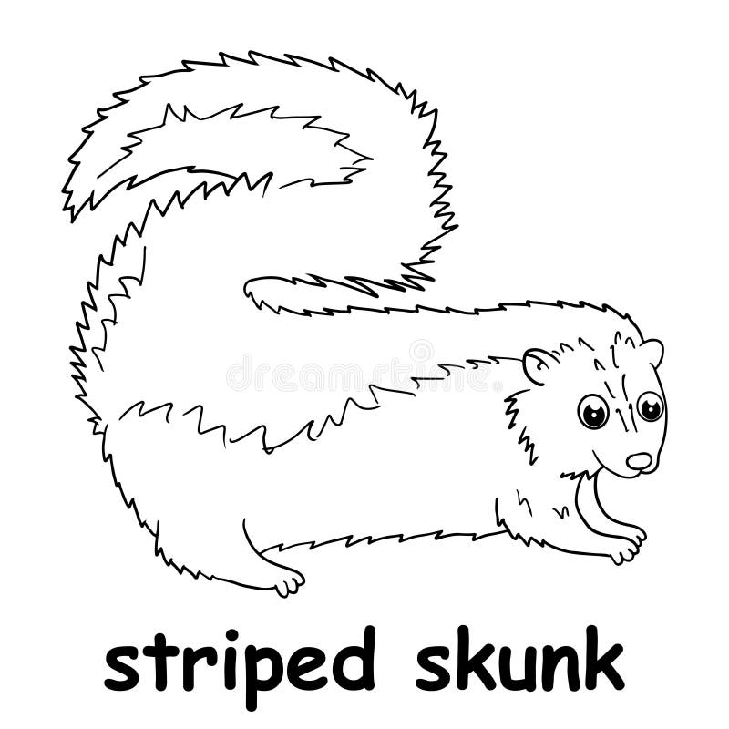 Kids Line Illustration Coloring Striped Skunk. Animal Outline Stock ...