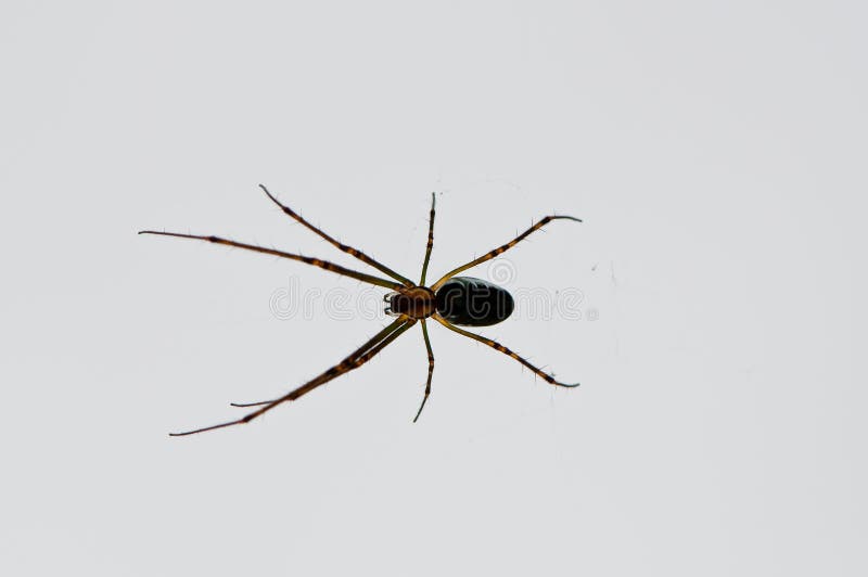 Silver Camel Spider Stock Photos - Free & Royalty-Free Stock Photos ...