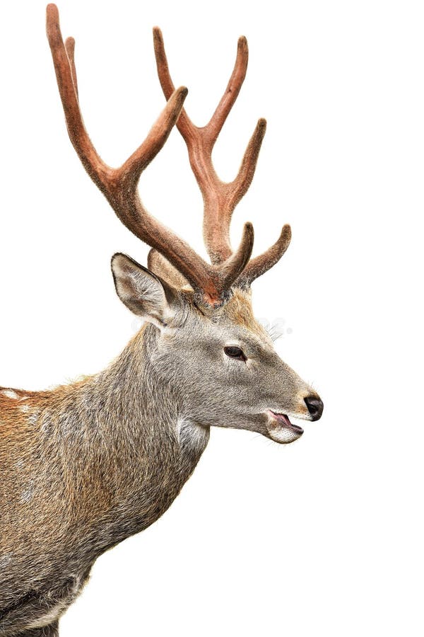 Sika Deer Buck Isolated on White Background Stock Photo - Image of ...