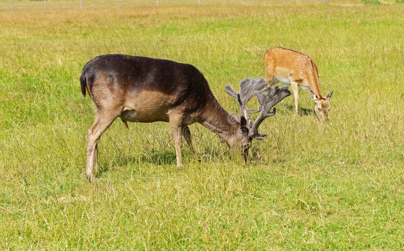 Sika deer stock photo. Image of grazing, female, head - 35927092