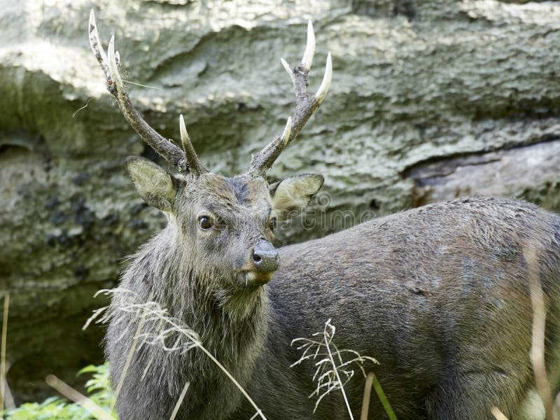 Sika deer Cervus nippon stock image. Image of mammal - 254779733
