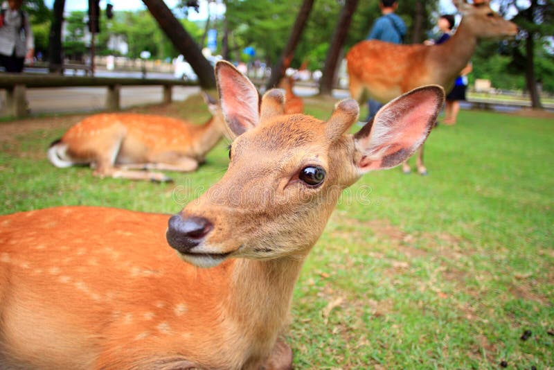 Sika Deer stock image. Image of closeup, snout, nippon - 42226221