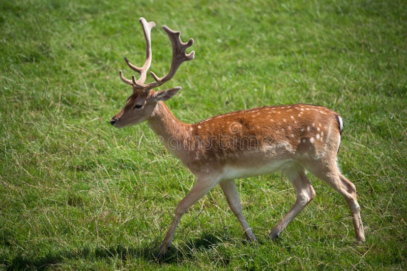 Sika Deer Cervus nippon stock photo. Image of habitat - 97645450