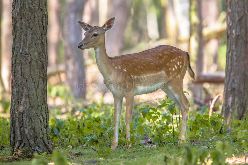 Sika deer stock image. Image of horizontal, fallow, cute - 50527989