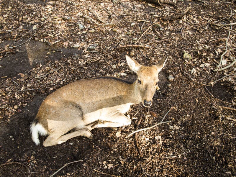 Sika deer female at Nara stock photo. Image of wildlife - 35101148