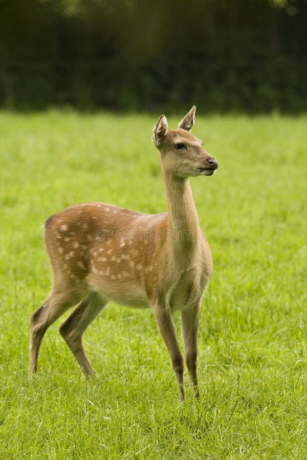 Sika Deer Hind stock photo. Image of europe, staring - 19654752