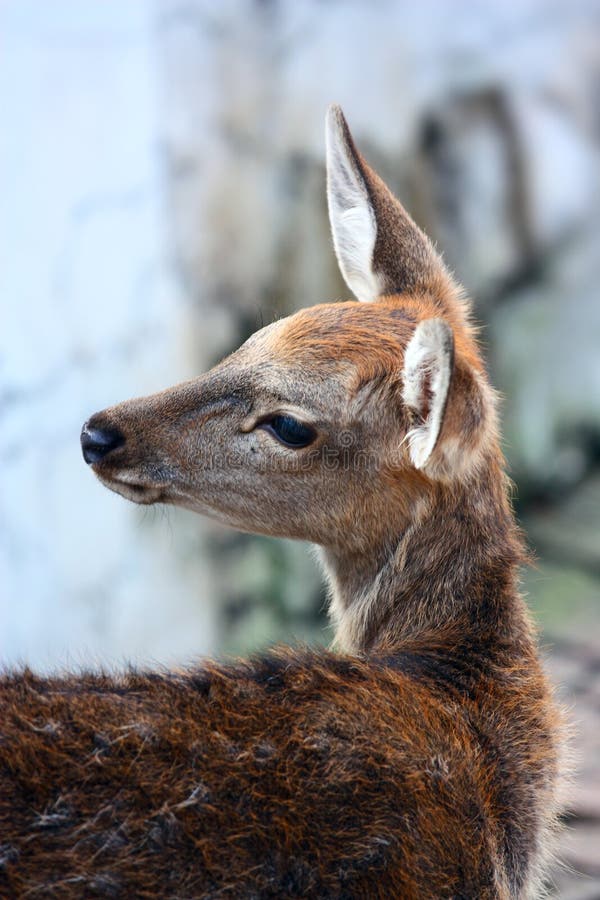 Sika Deer-Looking back stock image. Image of deer, erxleben - 12126825