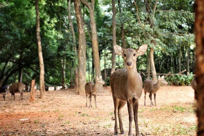 A Group of Sambar Deer in Khao Yai National Park, Stock Image - Image ...