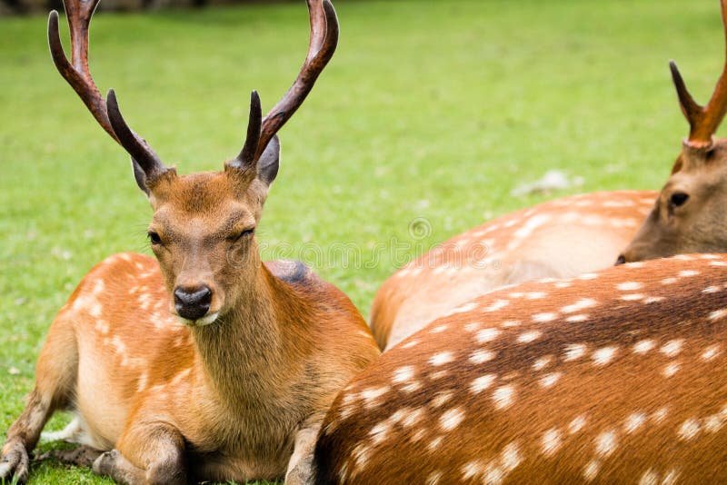 Winking deer stock image. Image of animal, winking, closeup - 19905893
