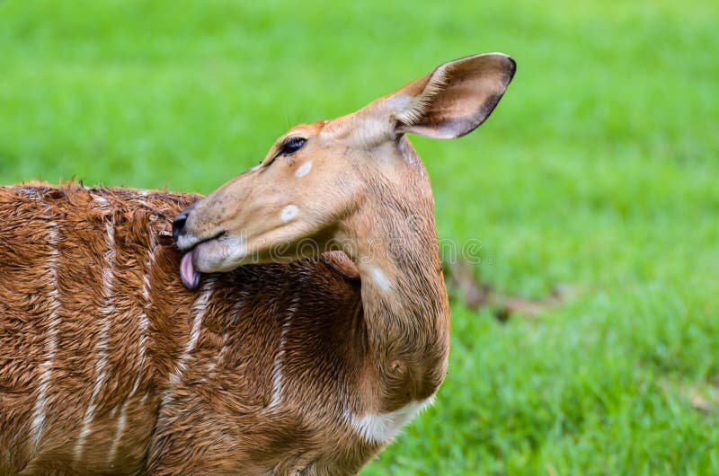The Sika deer stock image. Image of huntsman, brown, cute - 43239521