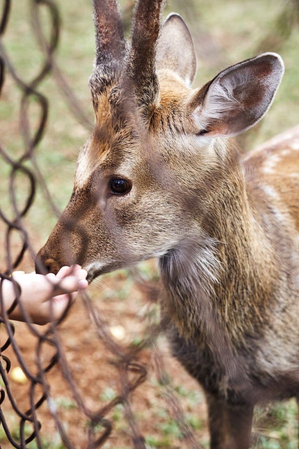 Sika Deer on a Reindeer Farm. Deer Feeding Stock Image - Image of ...