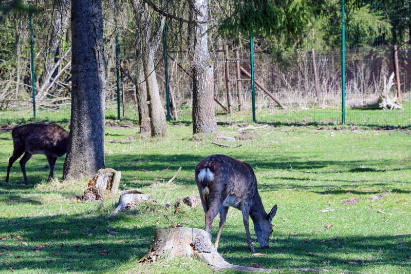 Sika Deer Walk in the Forest and Nibble the Grass Stock Image - Image ...