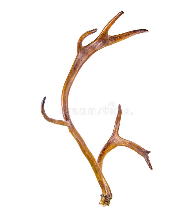 Sika Hert Antler Geïsoleerd Op De Witte Stock Foto - Image of ...