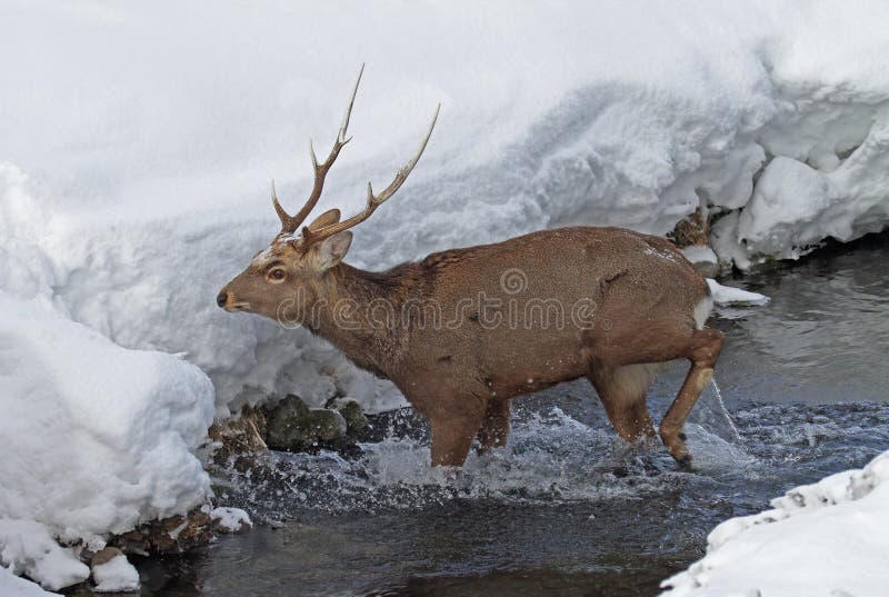 Sikahert, Sika Deer, Cervus Nippon Stock Image - Image of morris, deer ...