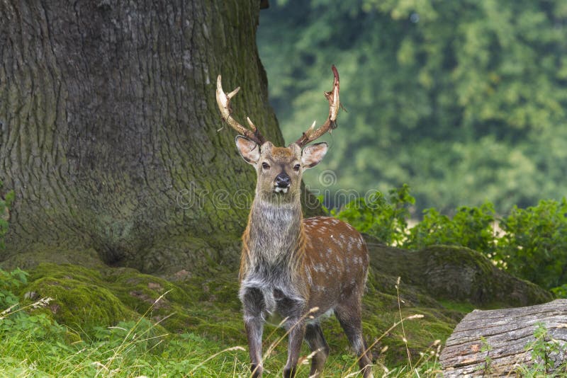 De Herten Van Sika (Cervus Nippon) Stock Foto - Image of majestueus ...