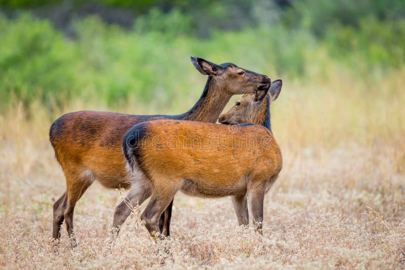 Sikaherten het Likken stock afbeelding. Image of wildernis - 60391731