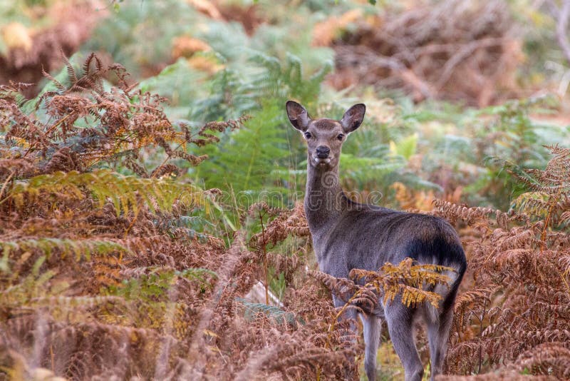 Sika hert cervus nippon stock foto. Afbeelding bestaande uit sluit ...