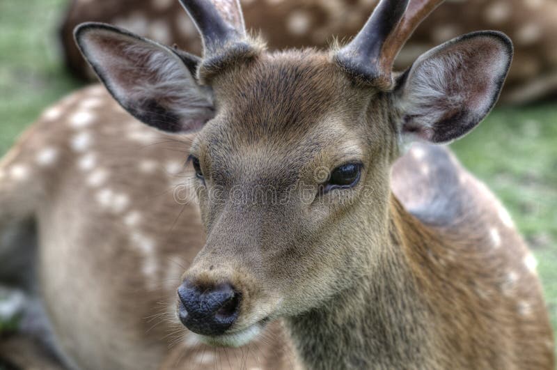 Dieren Close-up Van Sika-Herten Die in Camera Kijken Reis Azië Stock ...