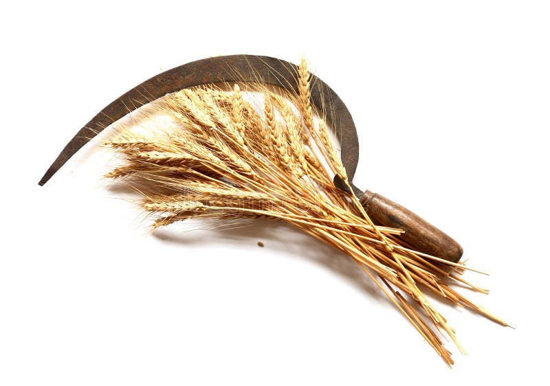 Sikkel en tarwe stock afbeelding. Image of oogst, handvat - 77556947