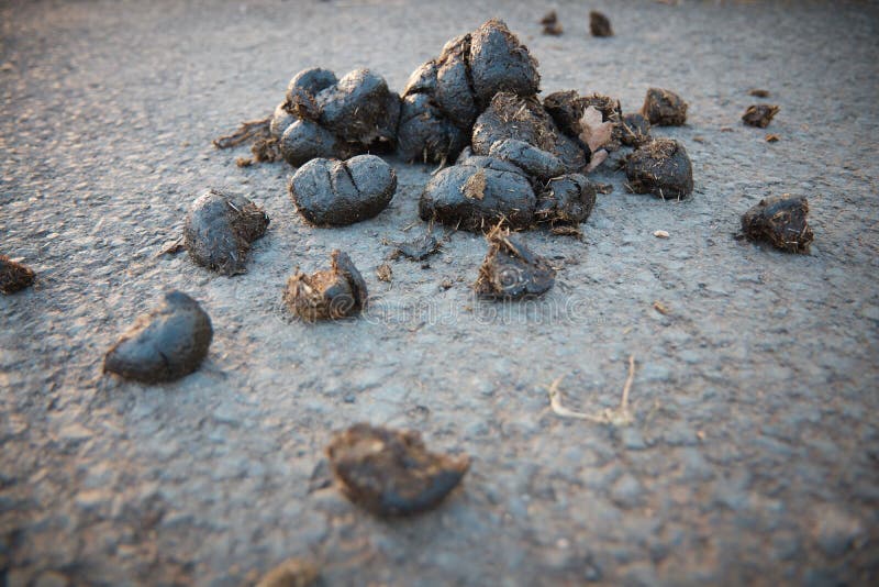 3,522 Avföring Foton - Gratis och royaltyfria stockfoton från Dreamstime