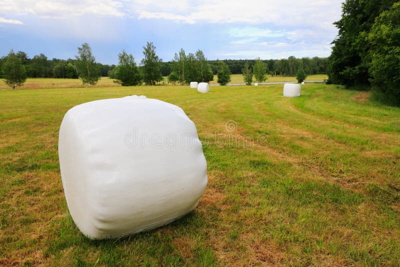 Silage bale stock photo. Image of sunshine, ensilage - 203251864