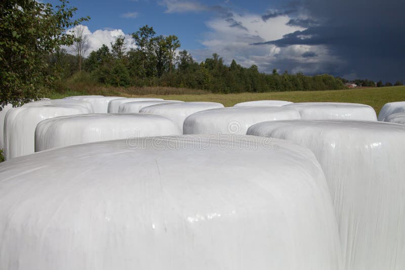 Silage bales. stock photo. Image of summer, country, feed - 43939192