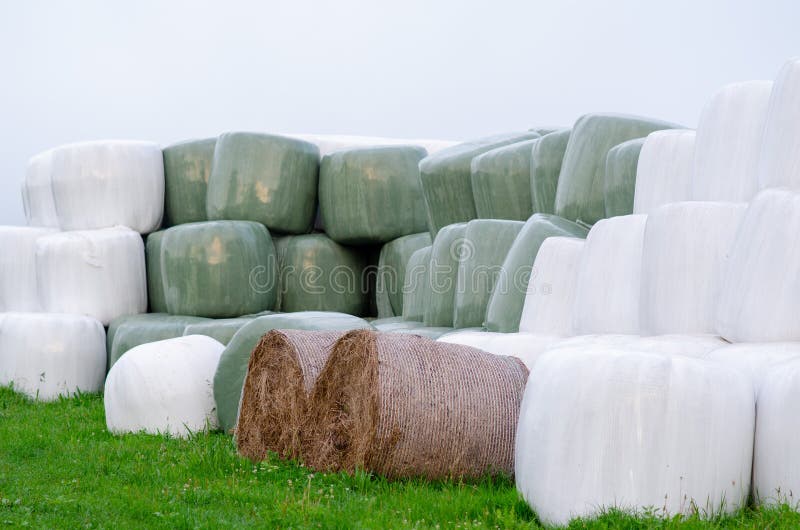 Silage Bales Stacked on Farmland, Wrapped in White and Green Plastic ...
