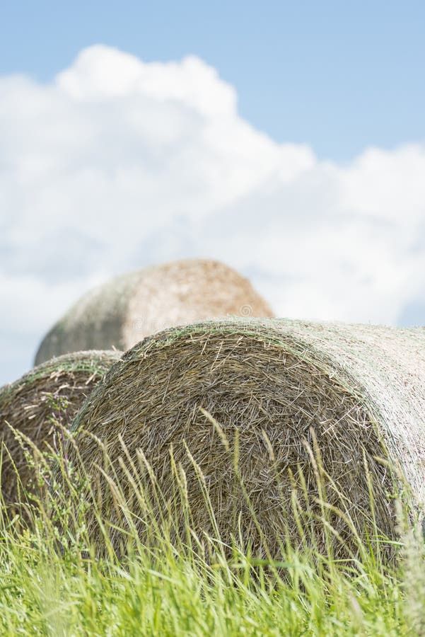 Silage Bales in Summer Landscape Stock Photo - Image of crop, farming ...