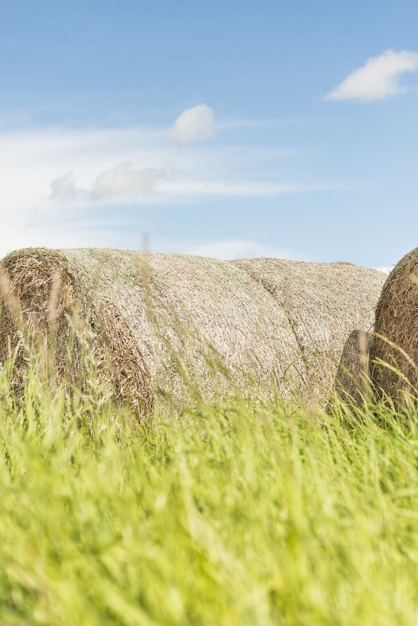 Silage Bales in Summer Landscape Stock Photo - Image of farms ...