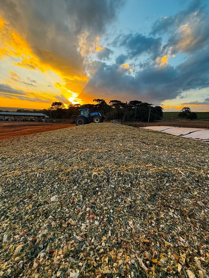 Silage for cattle stock photo. Image of corn, food, tractor - 356368278