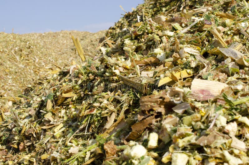 Silage from Corn is Crushed and Ready for Laying in a Silo Trench, a ...