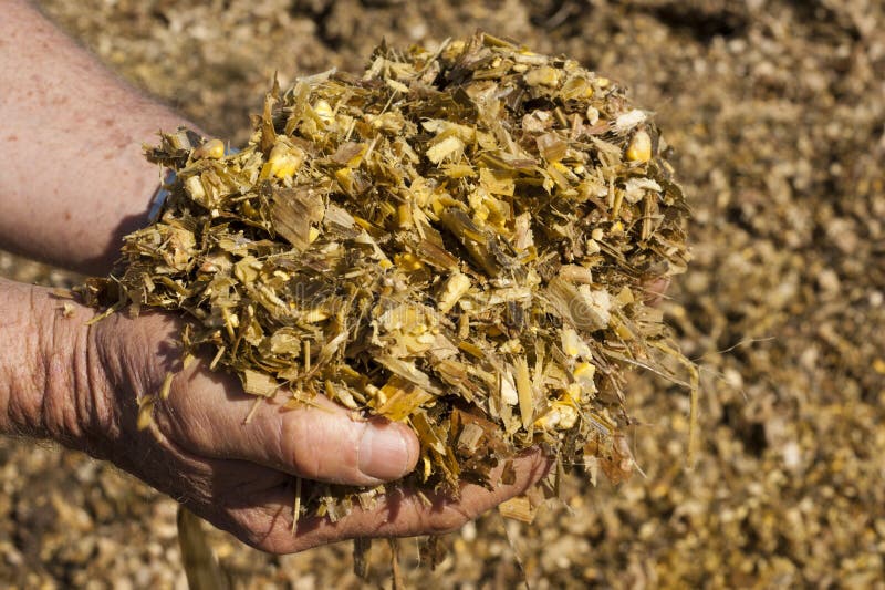 Silage stock photo. Image of silage, agriculture, animal - 58327528