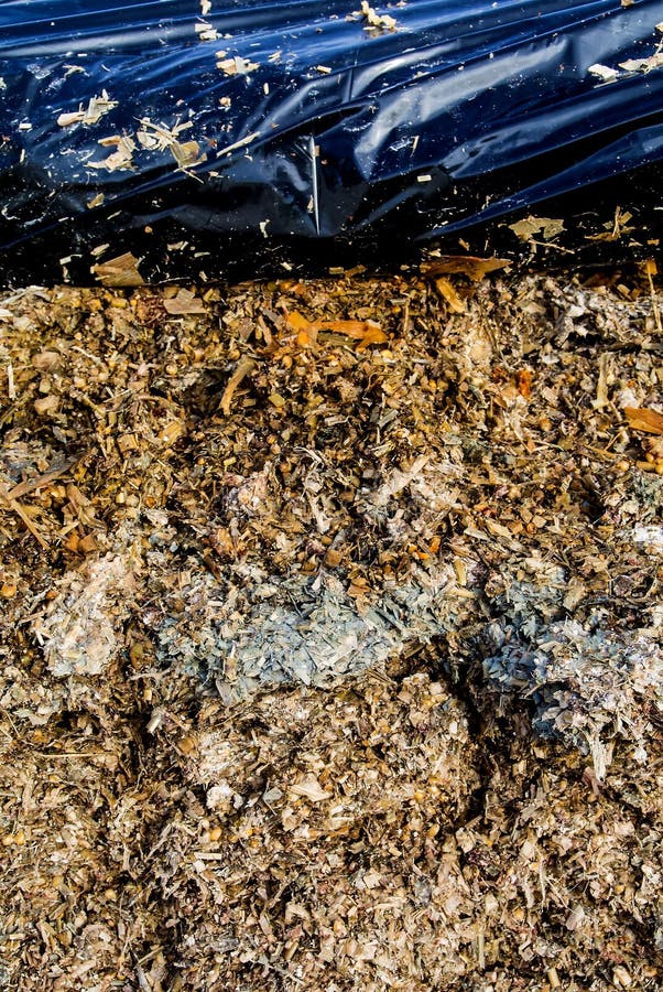 Silage fodder stock photo. Image of animal, feedingstuff - 21907360