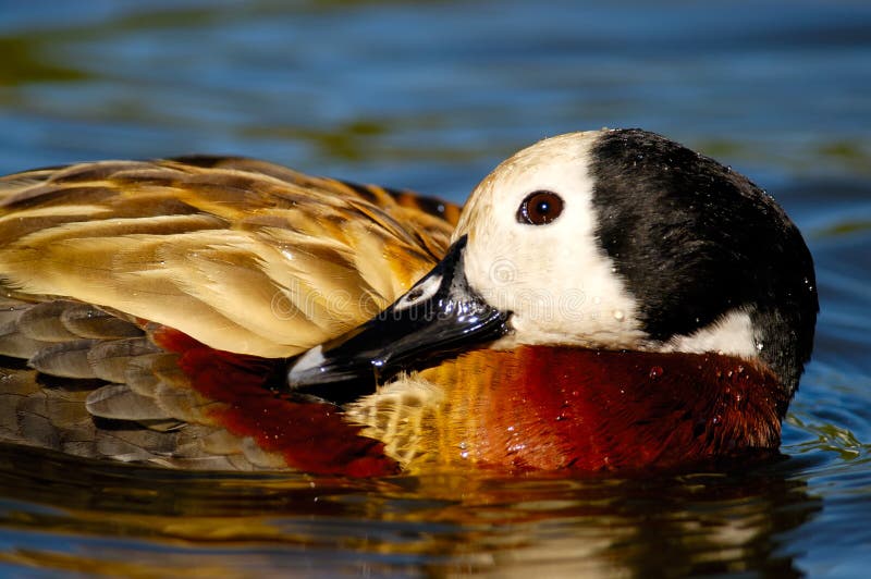 Silbar-Pato White-faced imagen de archivo. Imagen de salvaje - 5020987