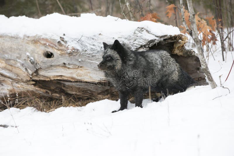 Silberfuchs und Wald stockfoto. Bild von silber, pelz - 36510620