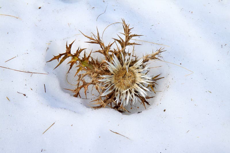 Silberne Distel Im Schnee (Herbst), Italien Stockfoto - Bild von europa ...