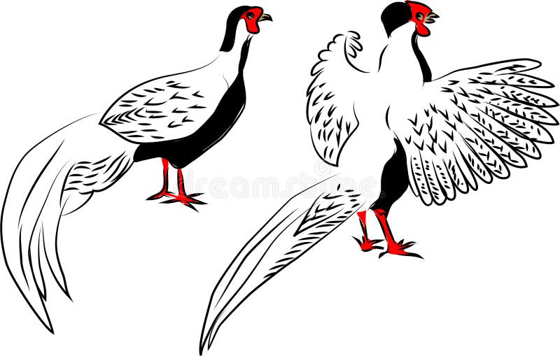 Fasan vektor abbildung. Illustration von flugwesen, krähen - 31516430