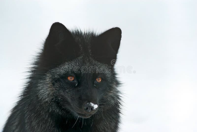 Schwarzer Silberfuchs, Seltene Form Dunkelrote Fuchsjagd in Der Szene ...