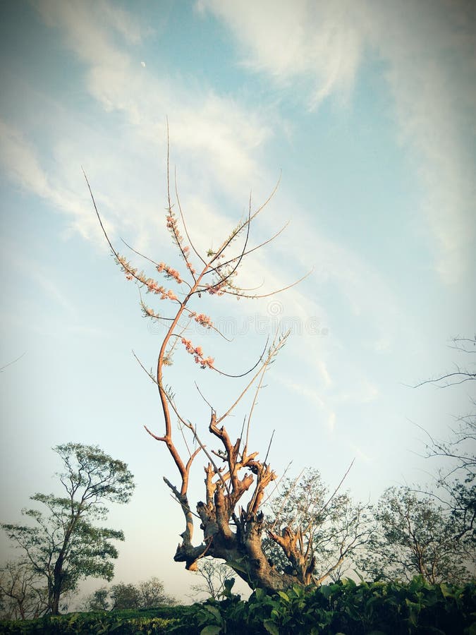 Silchar stock photo. Image of silchar, silar, sila - 109111150