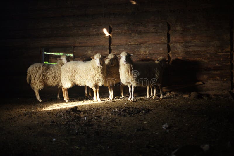 Silence stock image. Image of sheep, fright, barn, twilight - 7071939